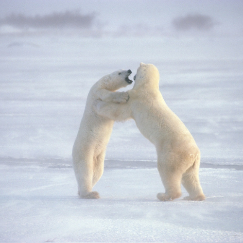 Management and leadership in a BANI environment | Technologia